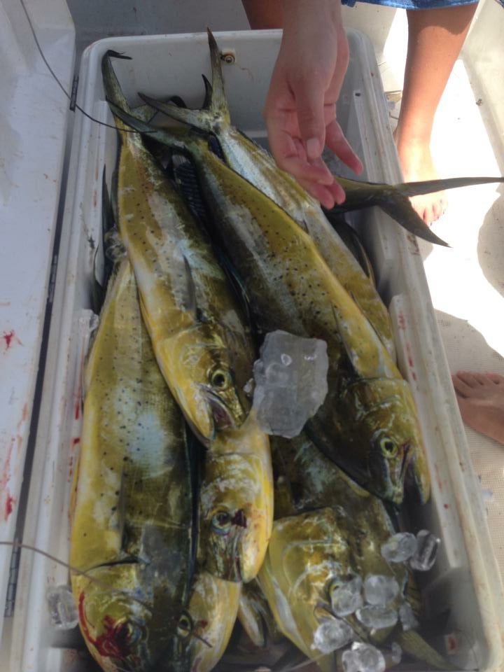 Florida Keys and Key West Dolphin Fishing Regulations | Robertson ...